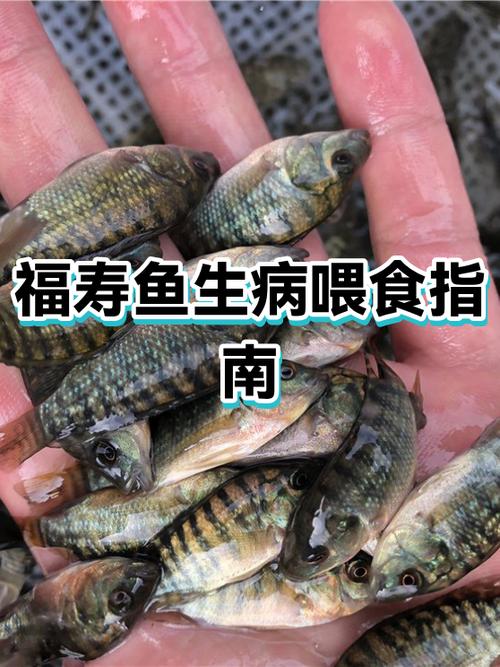 鱼几天喂一次比较好图标