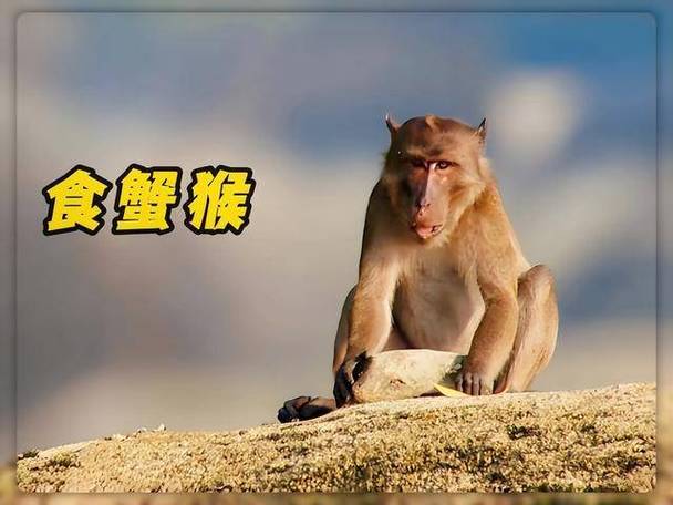 200216年猴子值多少钱图标