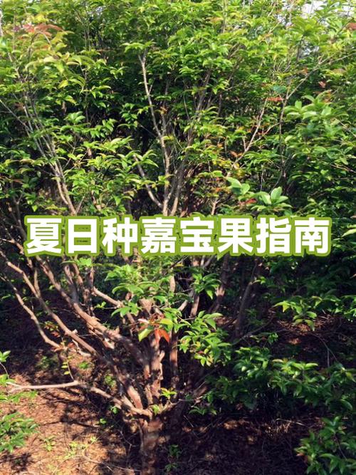 种植嘉宝果图标