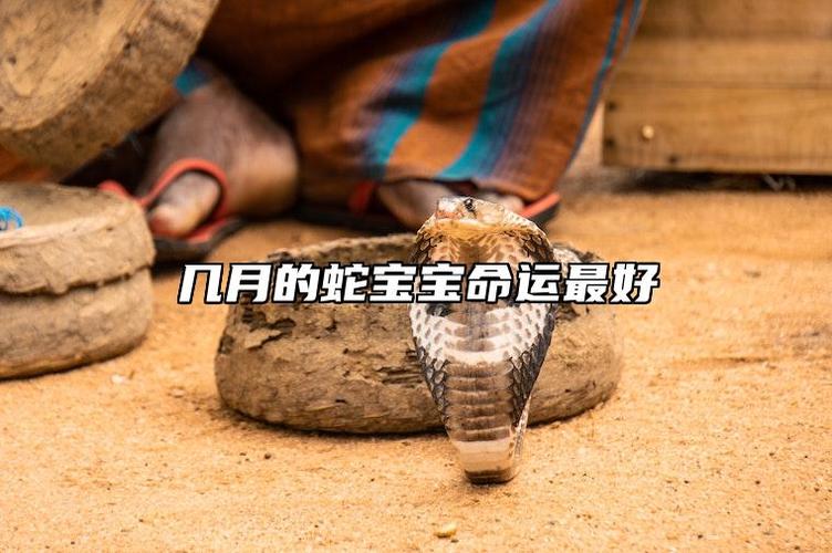 几月份的蛇宝宝最好命图标