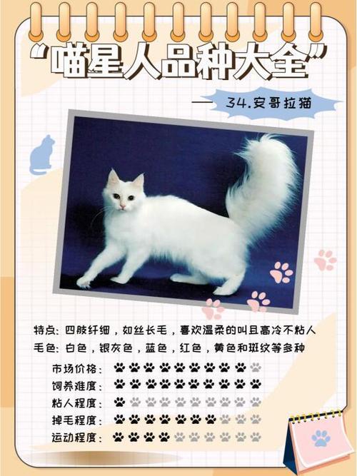 猫霸气高冷到爆的名字图标