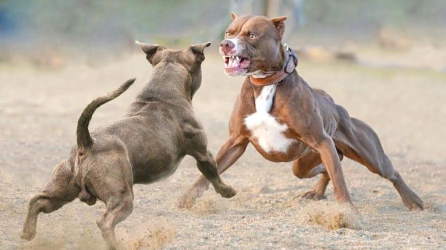 比特犬将军比赛视频截图