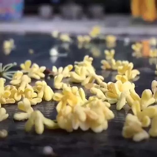 桂花树是阴树还是阳树
