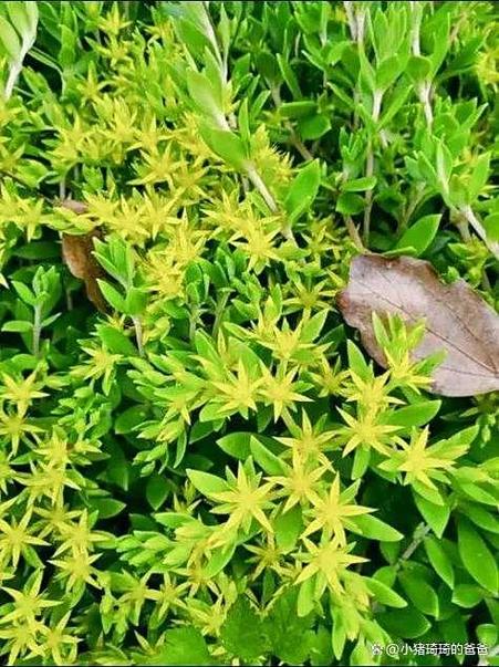 野外可食用植物大全截图