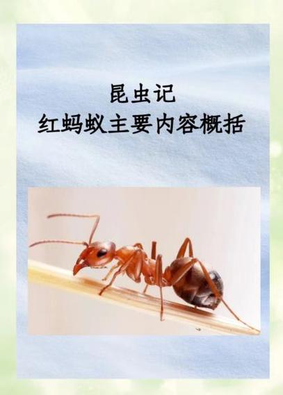 家里有红蚂蚁说明了什么