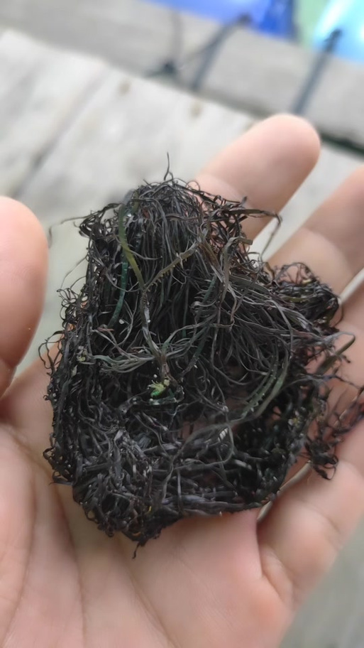 饥荒海草截图