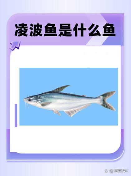 鱼目指什么截图