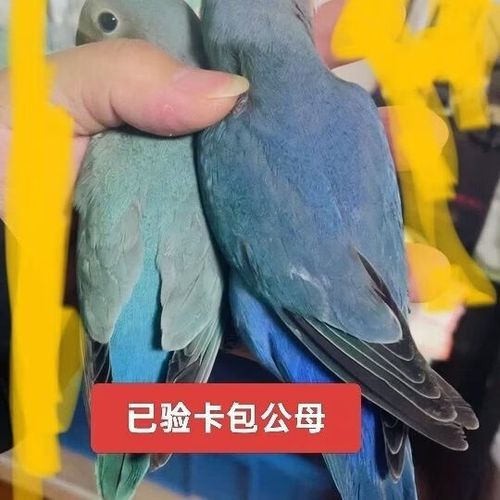 牡丹鹦鹉怎么验卡图标
