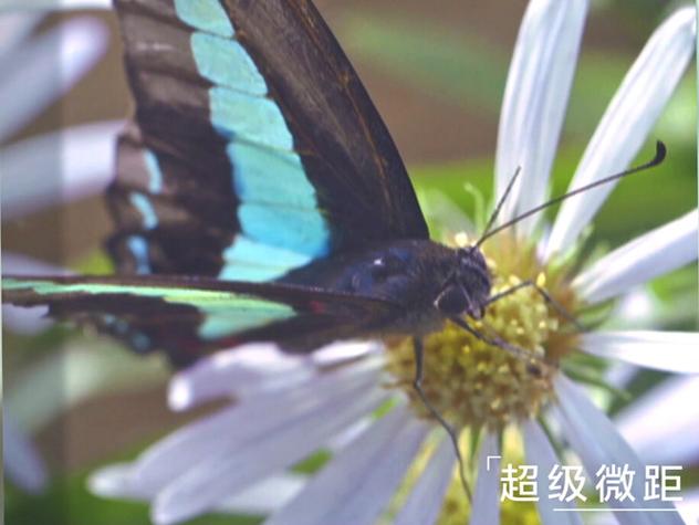 超级微距是什么意思图标