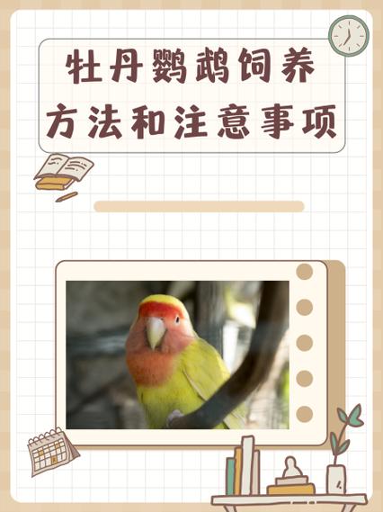 牡丹鹦鹉拆对重配图标