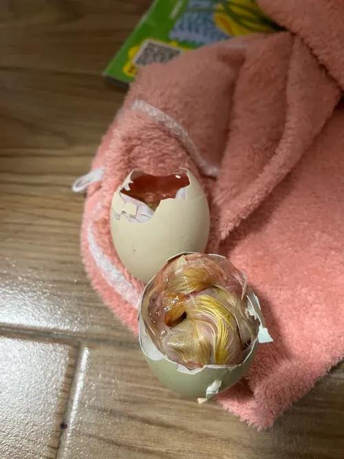 小鸡出白色的透明液体怎么治疗图标