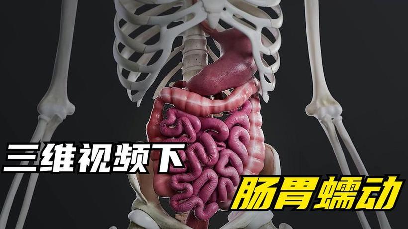 入消吧蠕动消化截图