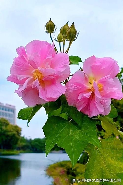 木槿另一个名字截图