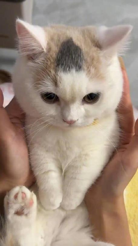 捧猫小可爱截图