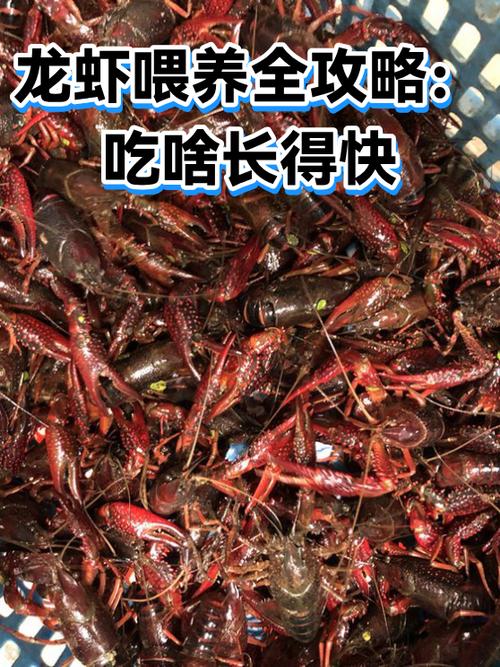 龙虾要喂什么才长得快图标