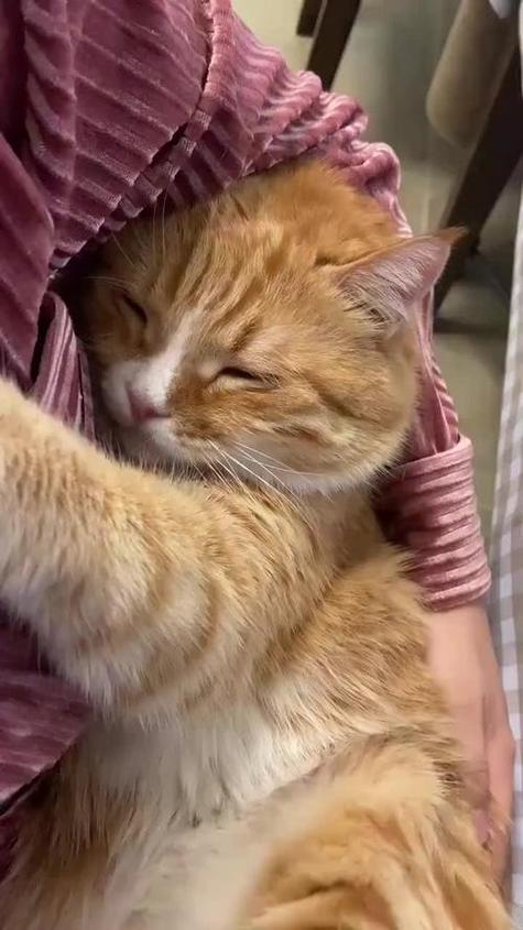 爱睡觉的猫图标