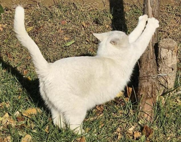 猫走丢后几天会自己回来图标