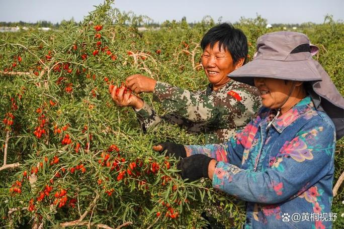 种枸杞一亩地能赚多少图标