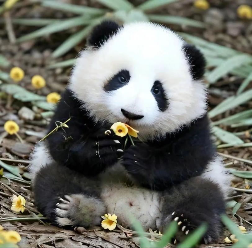 开心花花乐兑换码30个图标