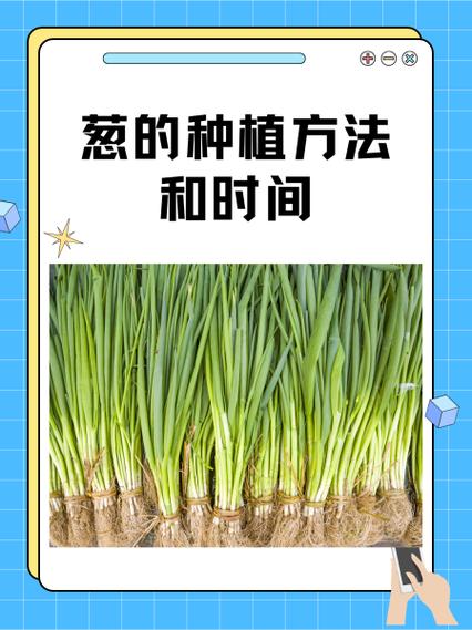 种葱的方法和技术视频图标