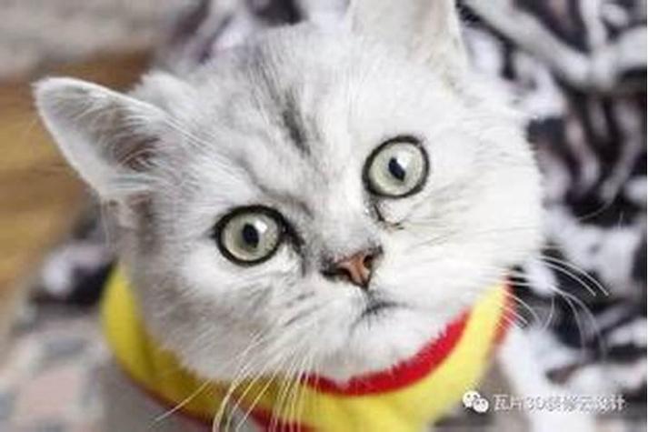 家里养猫对财运好不好图标