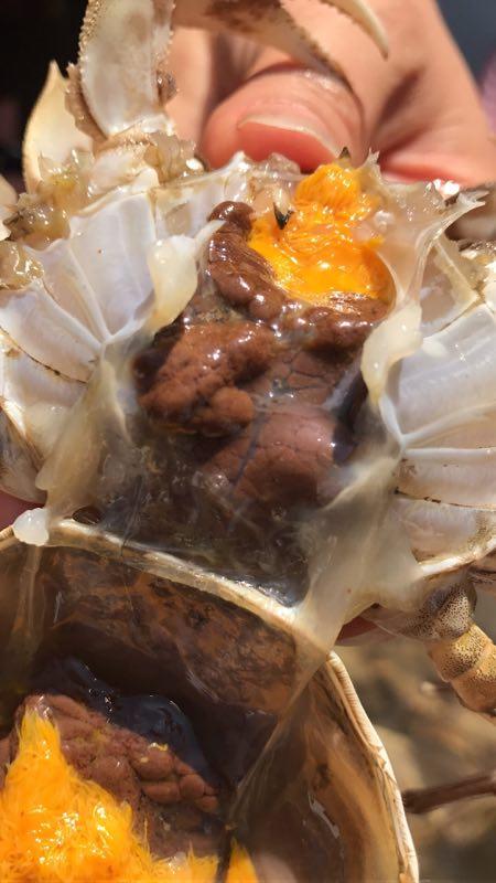 母螃蟹里面有大坨褐色图标