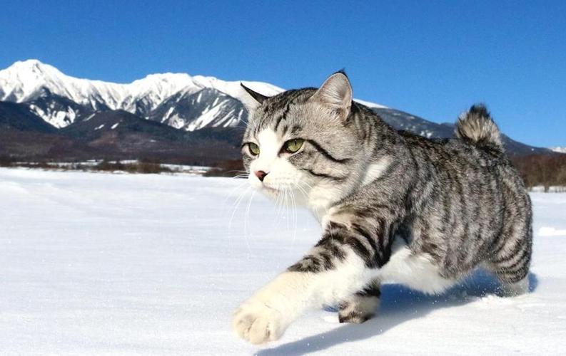 喵吉是什么品种的猫