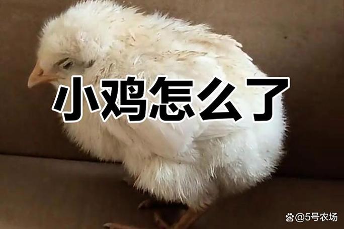 如何不让别人提醒小鸡偷吃图标