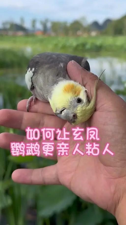 玄凤怎么训练说话截图