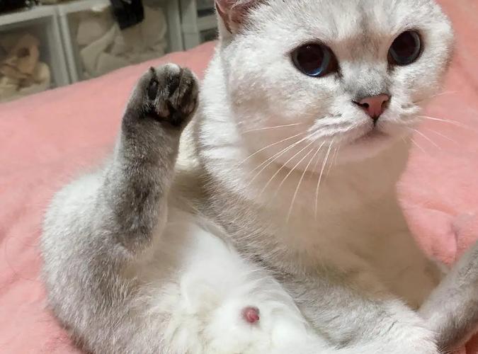 五个月公猫猫咪脸很尖图标