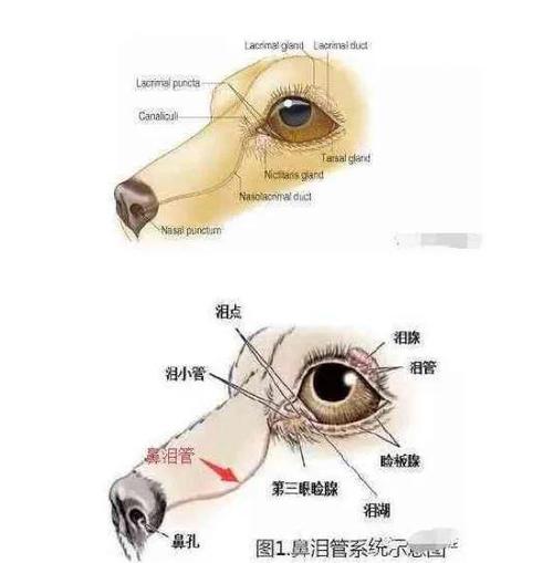 狗狗去泪痕最有效最快的办法图标