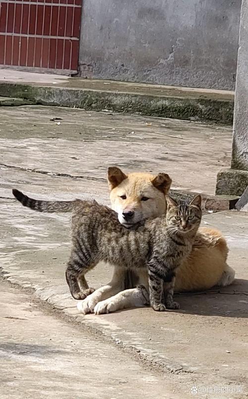 2026兑换码(永久)猫猫狗狗图标