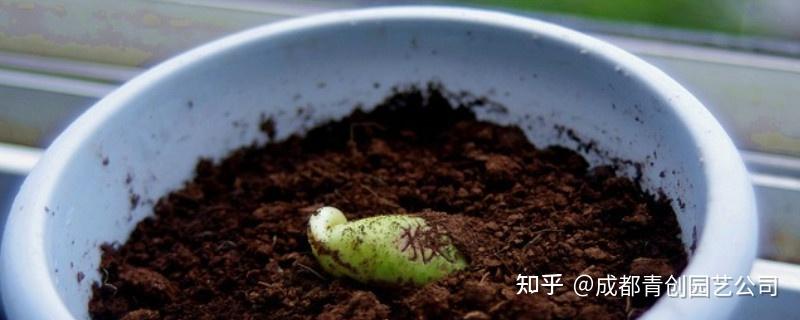 魔豆的种前要用水泡吗图标