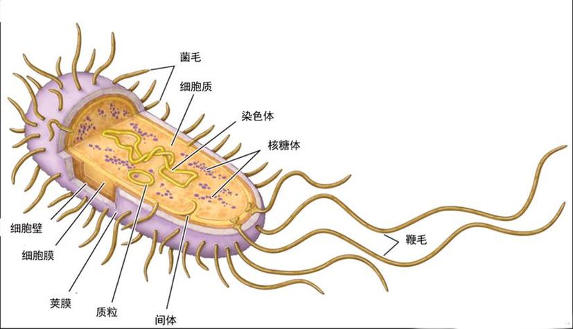 细菌图标