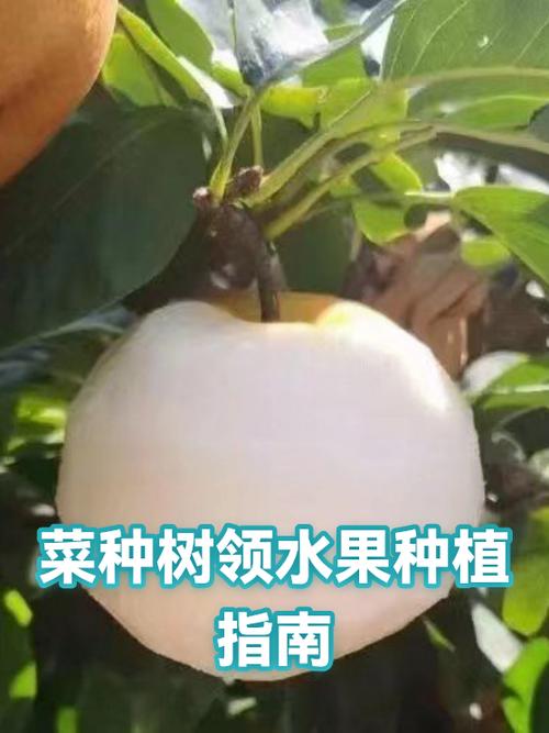 哪里种树可以领取水果图标
