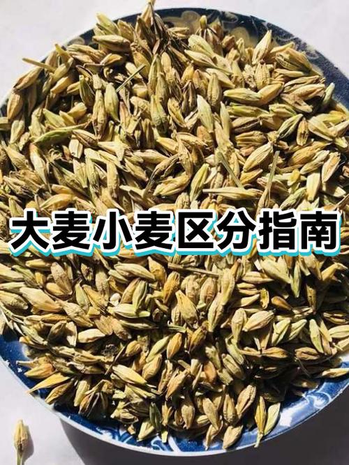 小麦和大麦的营养价值及功效图标