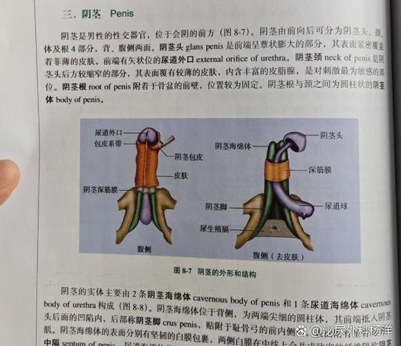 射完精会立刻关闭吗截图