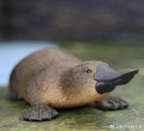 中国唯一一只鸭嘴兽图标