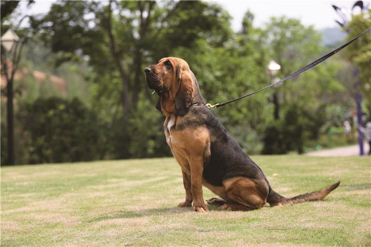 寻血猎犬打猎图标