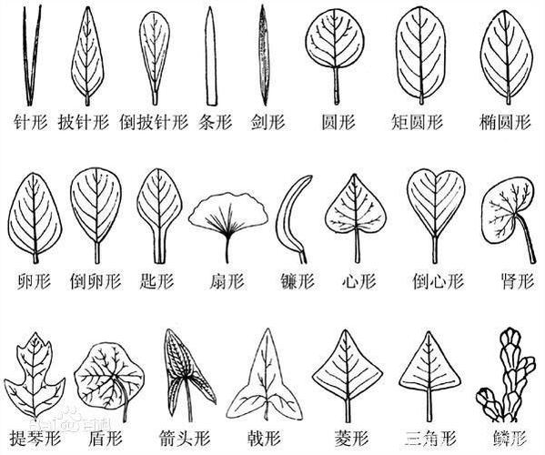 各种形状的树叶游戏截图