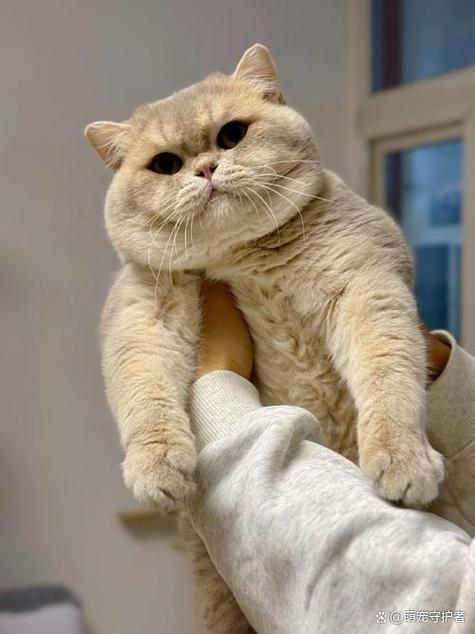 出远门4天猫咪一个人在家可以吗
