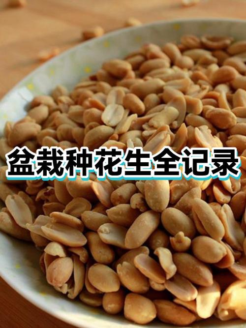 种花生的正确方法图标