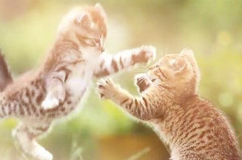 橘猫图片真实图图标
