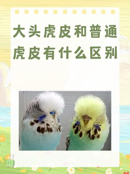 鹦鹉头类面类怎么分别图标