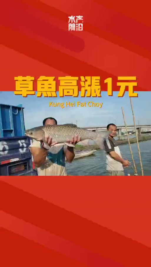 今日草鱼塘头价视频图标