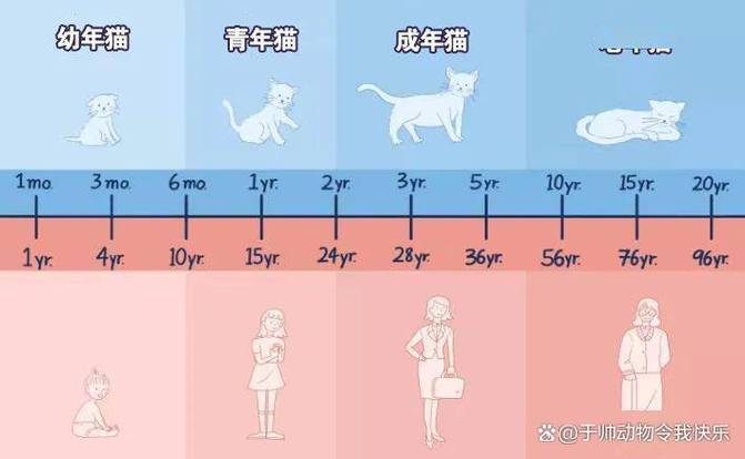 怎么判断猫的年龄大小