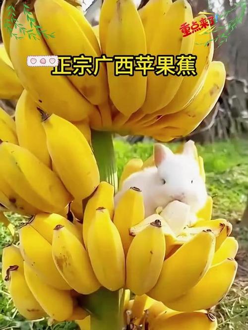 苹果banana图标