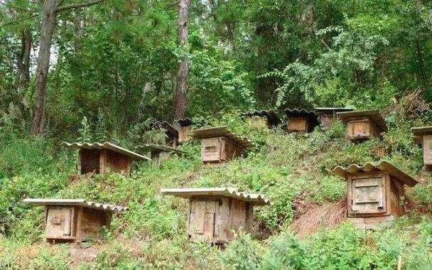 蜂箱放在哪里最旺图标