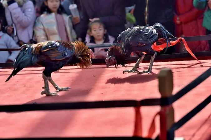 疯狂战斗鸡场下载图标