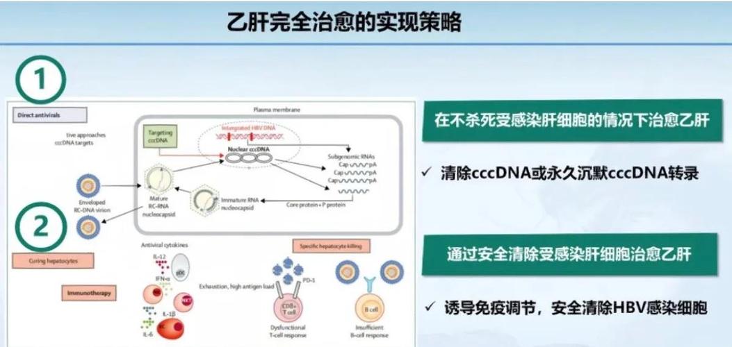 乙肝治疗的最新进展图标